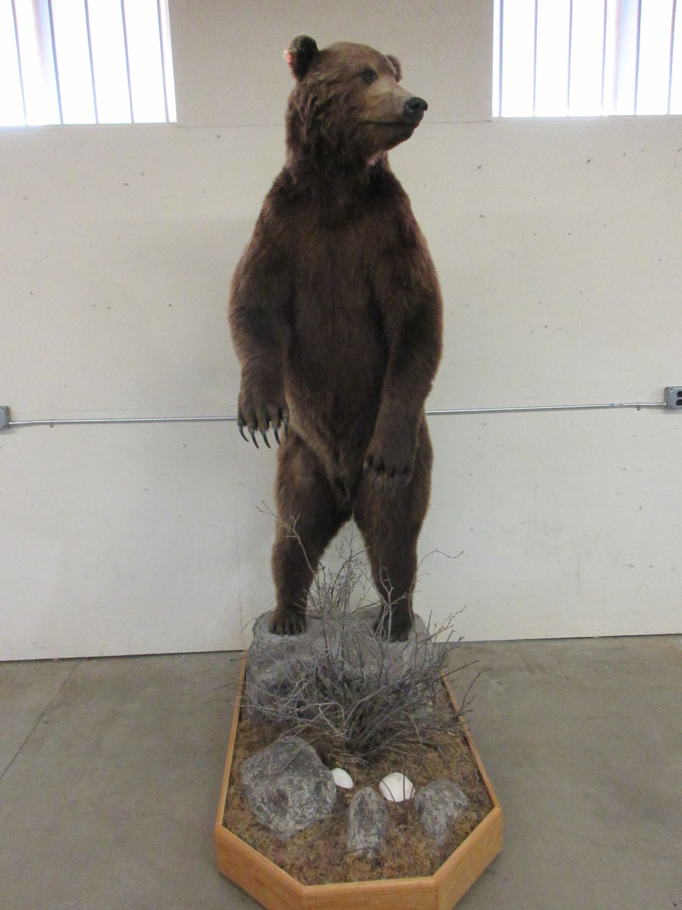 Full Mount Alaskan Coastal Brown Bear- Base 64" X 34" X 96"H- Bear ...