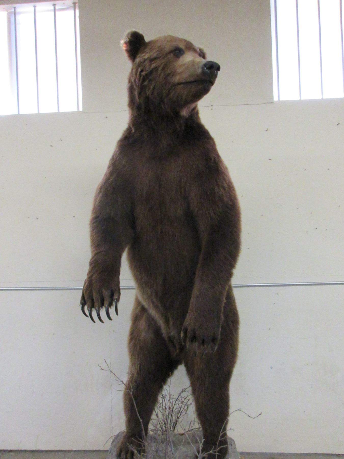 Full Mount Alaskan Coastal Brown Bear- Base 64" X 34" X 96"H- Bear ...