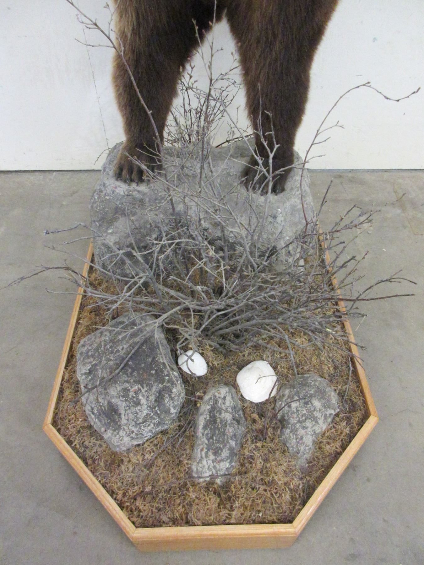 Full Mount Alaskan Coastal Brown Bear- Base 64" X 34" X 96"H- Bear ...