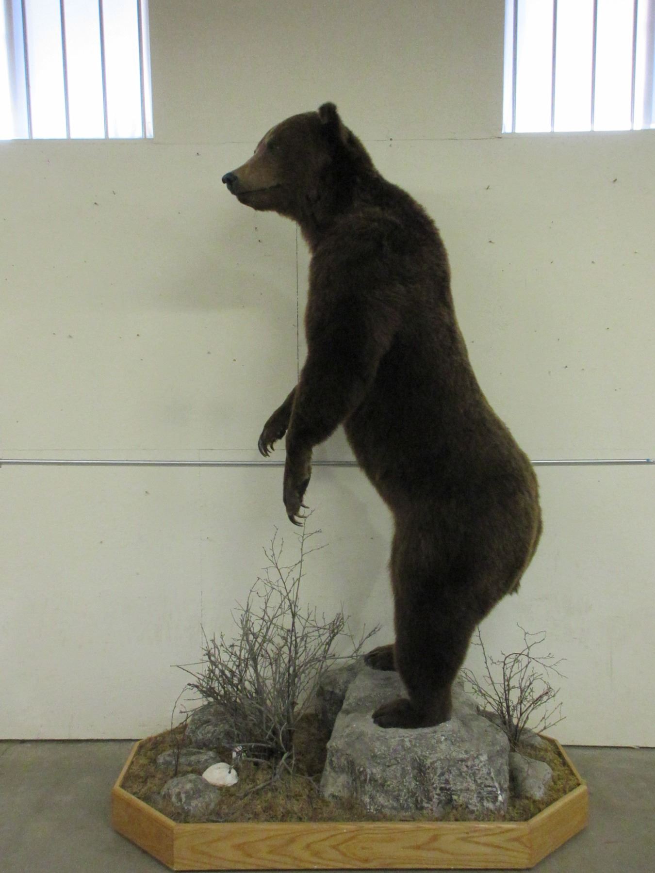 Full Mount Alaskan Coastal Brown Bear- Base 64" X 34" X 96"H- Bear ...