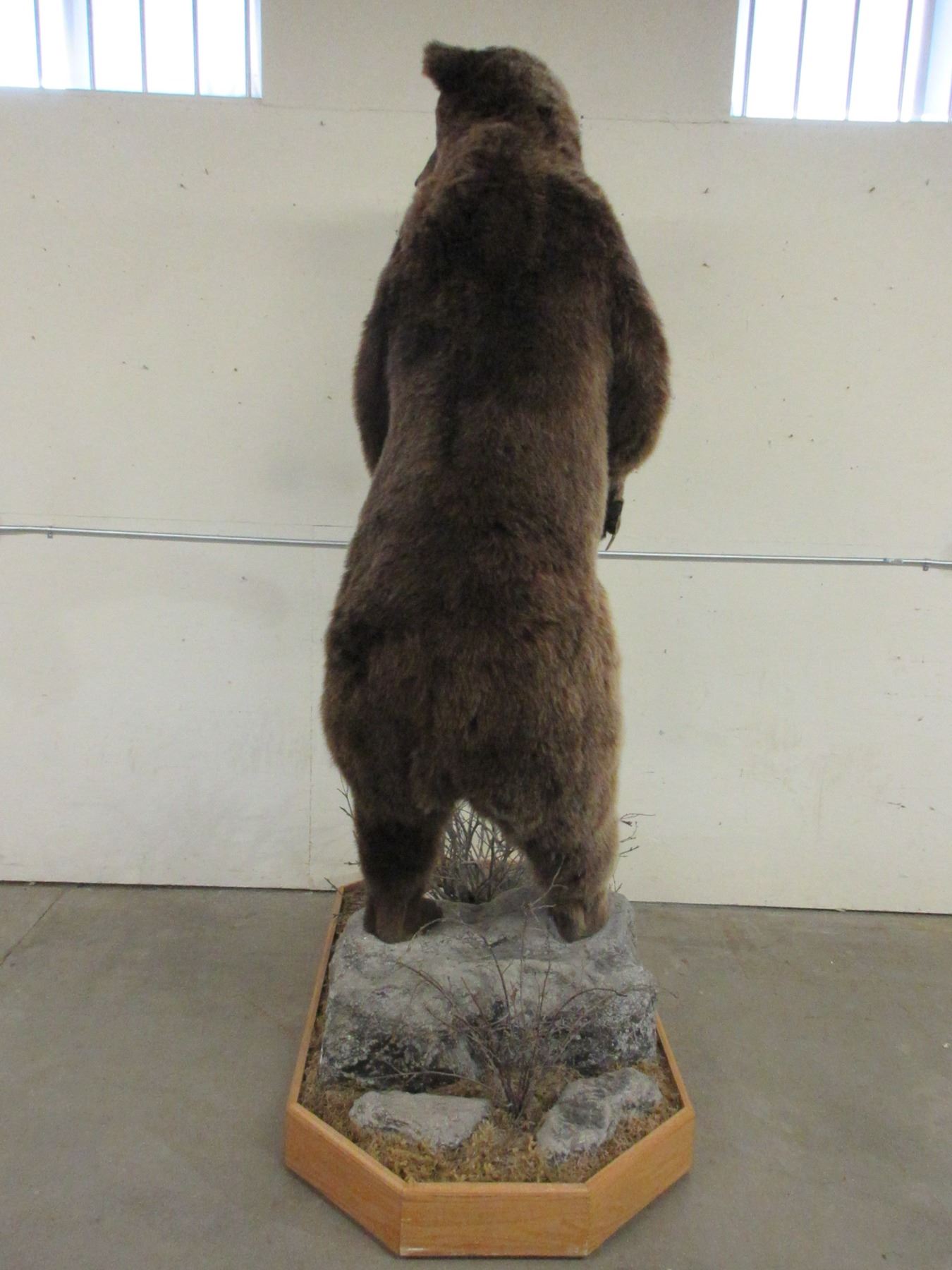 Full Mount Alaskan Coastal Brown Bear- Base 64" X 34" X 96"H- Bear ...