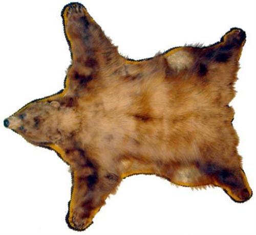 Black Bear Rug - Cinnamon Color
