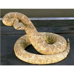 Stuffed Rattlesnake