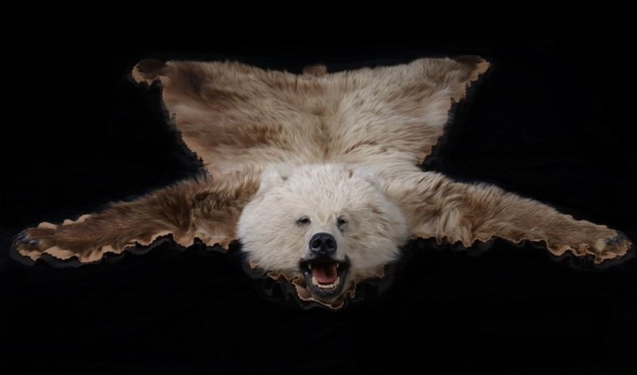 Trophy Alaskan Kodiak Brown Bear Rug