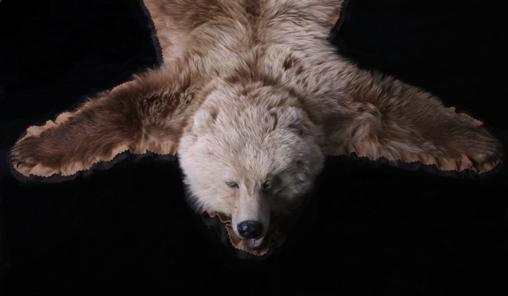 Trophy Alaskan Kodiak Brown Bear Rug