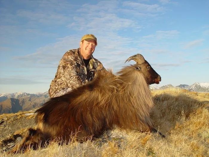 New Zealand Tahr Hunt