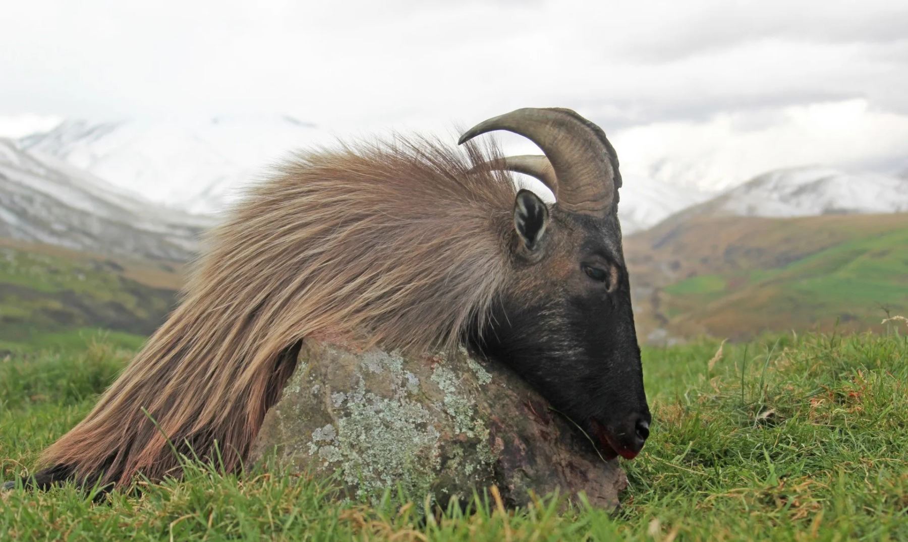 New Zealand Tahr Hunt