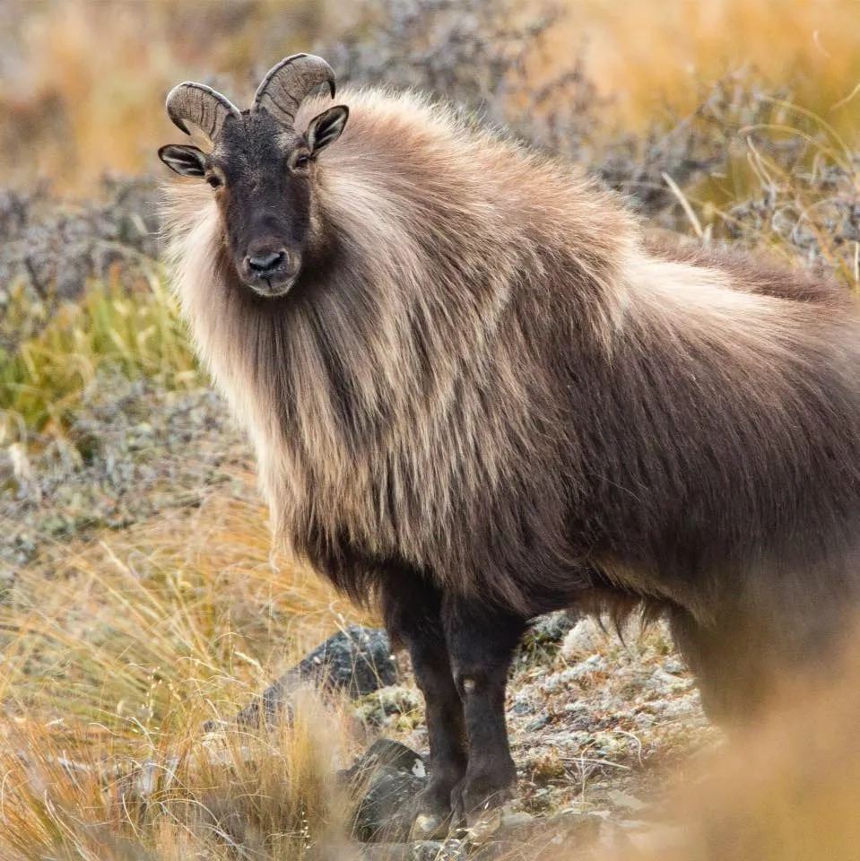 New Zealand Tahr Hunt
