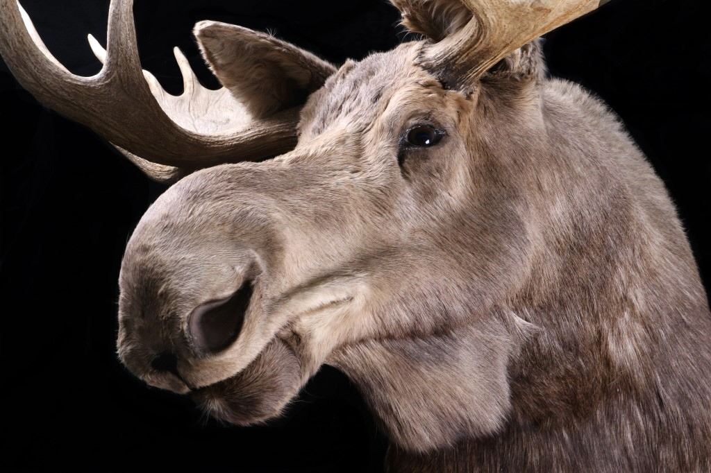 Alaskan Trophy Bull Moose Shoulder Wall Mount