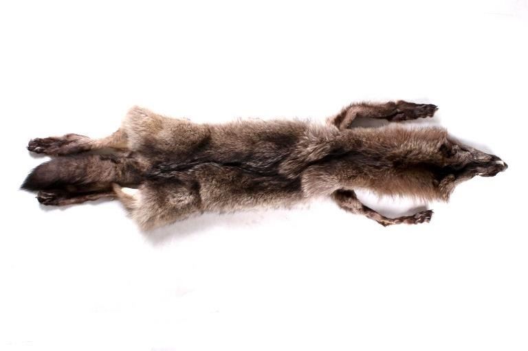 Montana Timber Wolf Hide Trophy Large Hide