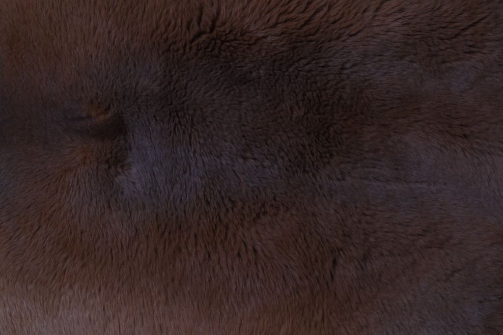 Australian Tanned Kangaroo Taxidermy Hide