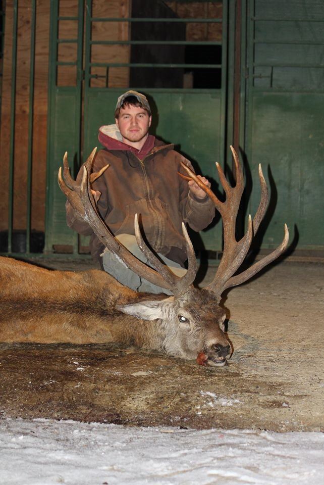 Maine Red Stag Hunt