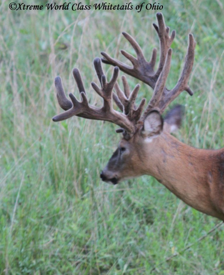 Ohio: Credit Toward a 180-200" Class Trophy Whitetail Deer