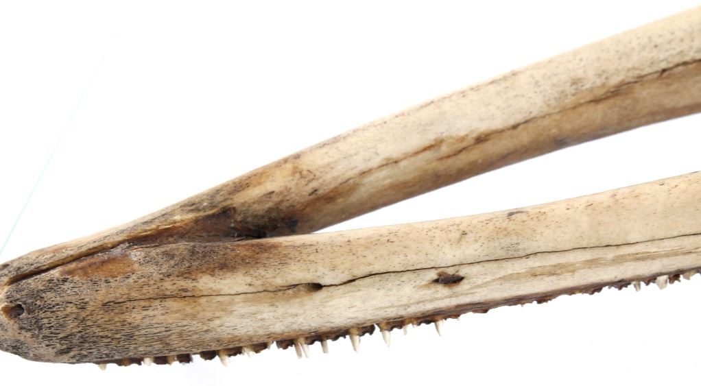 Baby Alligator Gar Lower Jaw Bone