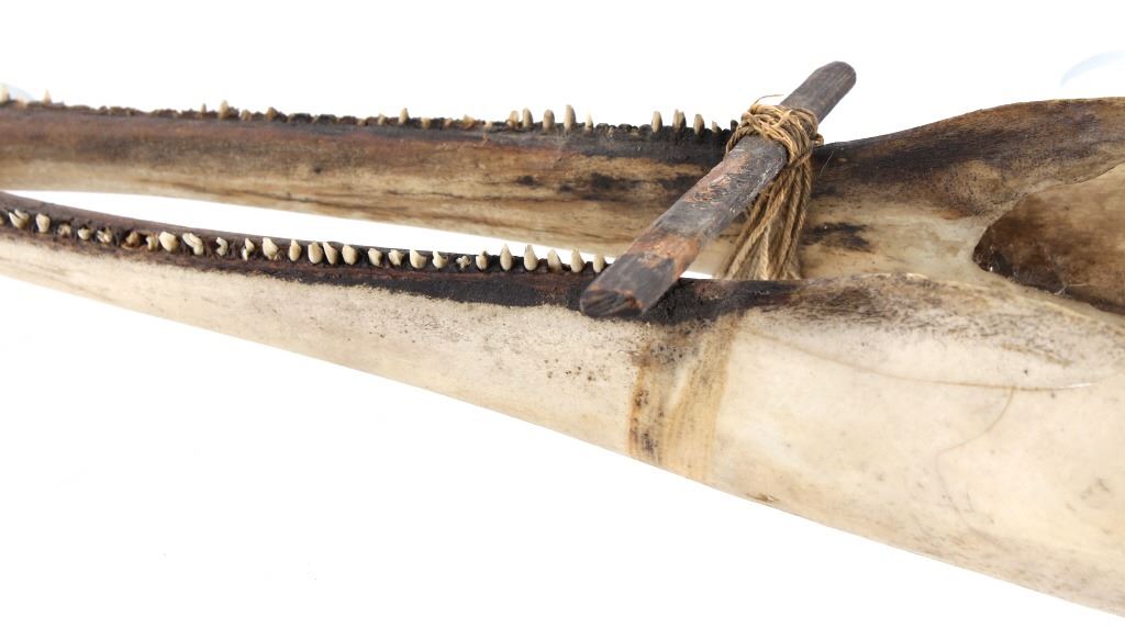 Baby Alligator Gar Lower Jaw Bone