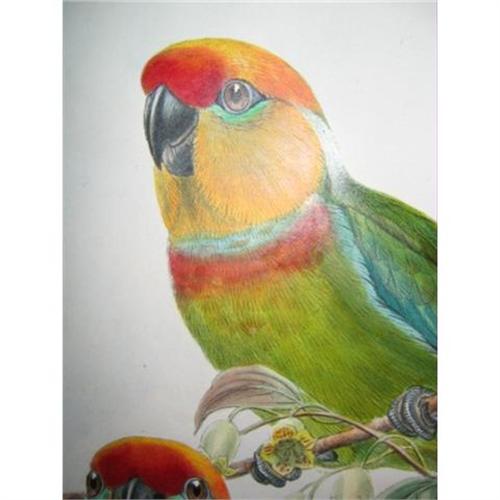 GOULD HAND COLORED PARROTS #965485