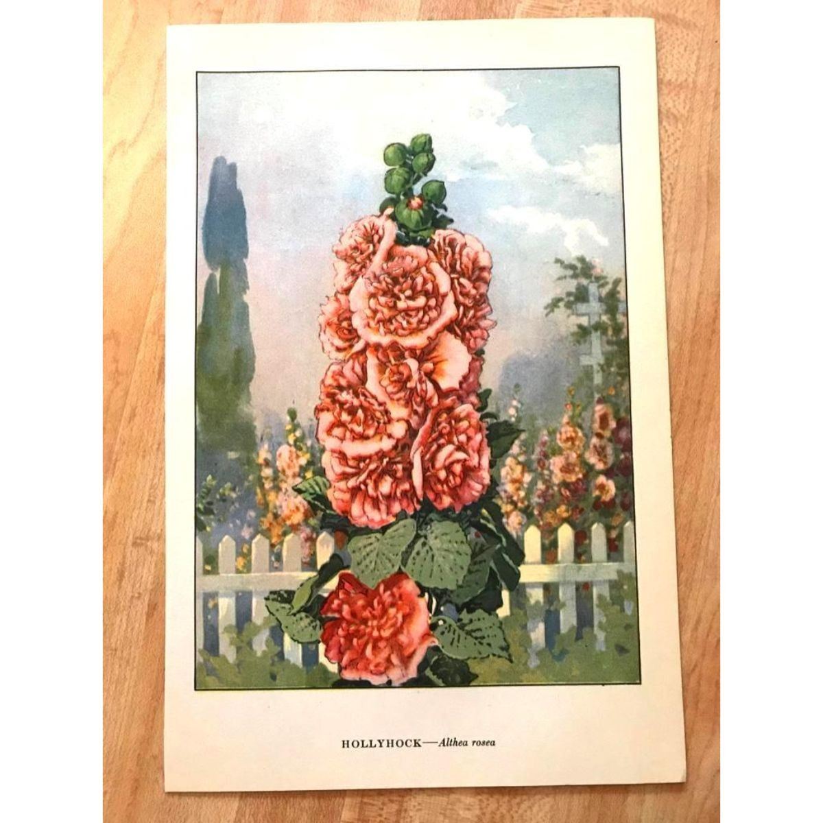1920's Hollyhock Color Lithograph Print