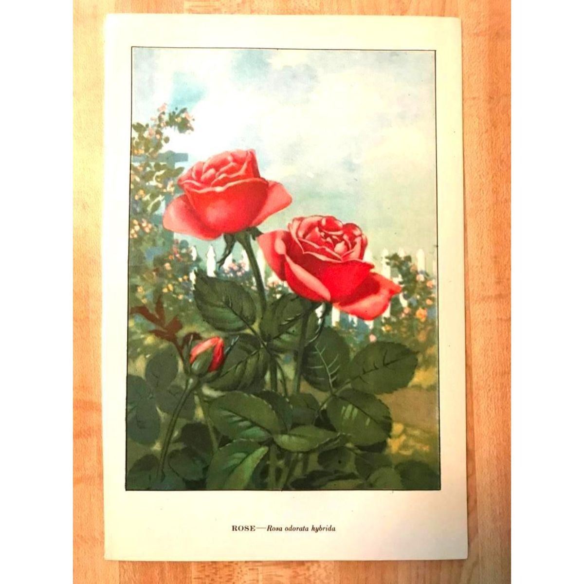 1920's Rose Color Lithograph Print