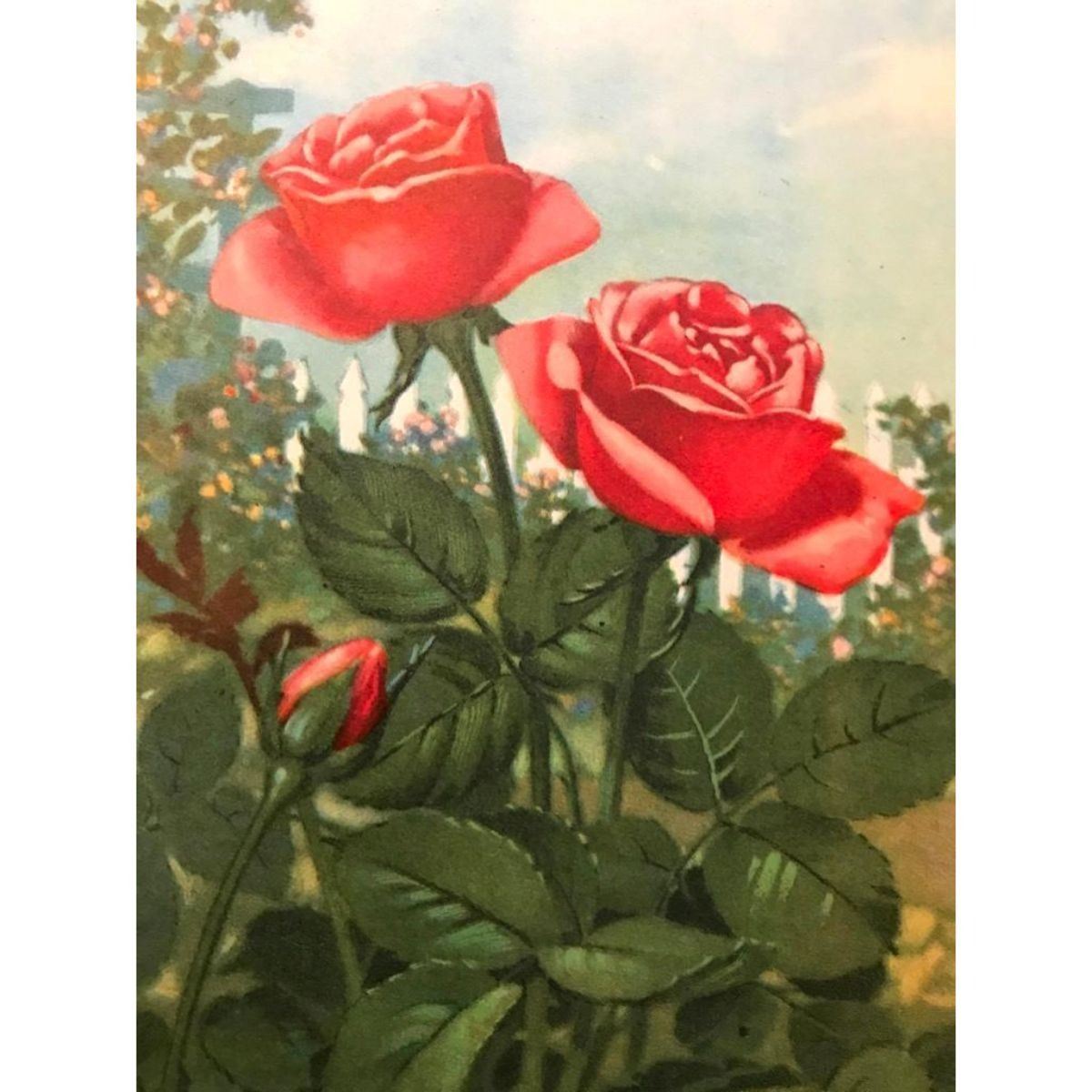 1920's Rose Color Lithograph Print