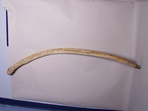 Large Ancient Whale Rib Bone