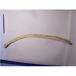 Large Ancient Whale Rib Bone