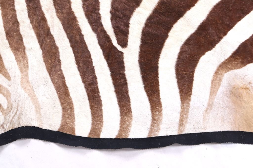 Taxidermy Trophy Zebra Hide Pelt Rug