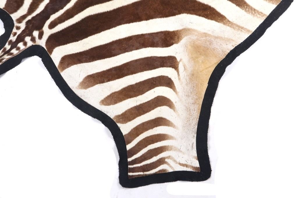 Taxidermy Trophy Zebra Hide Pelt Rug