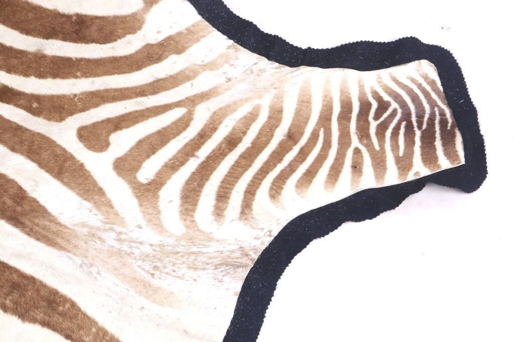 Taxidermy Trophy Zebra Hide Pelt Rug
