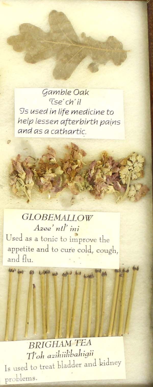 Native American Navajo Medicinal Herb Display