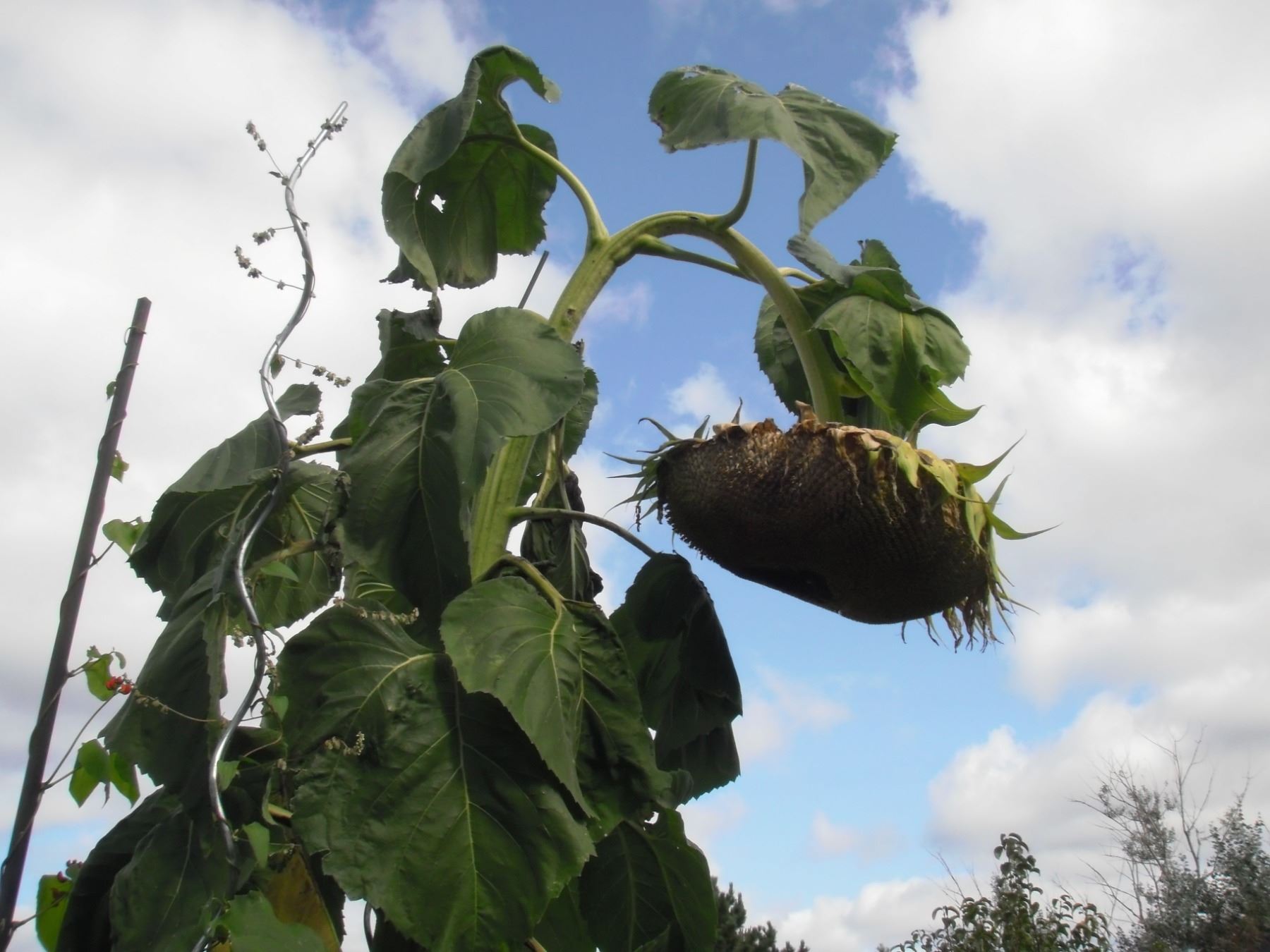 Photo plante Tournesol grosse fleur au jardin - LangdonArt - garden big ...