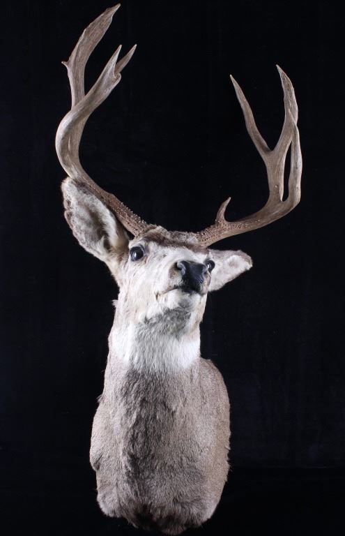 Trophy Montana Mule Deer Taxidermy Shoulder Mount