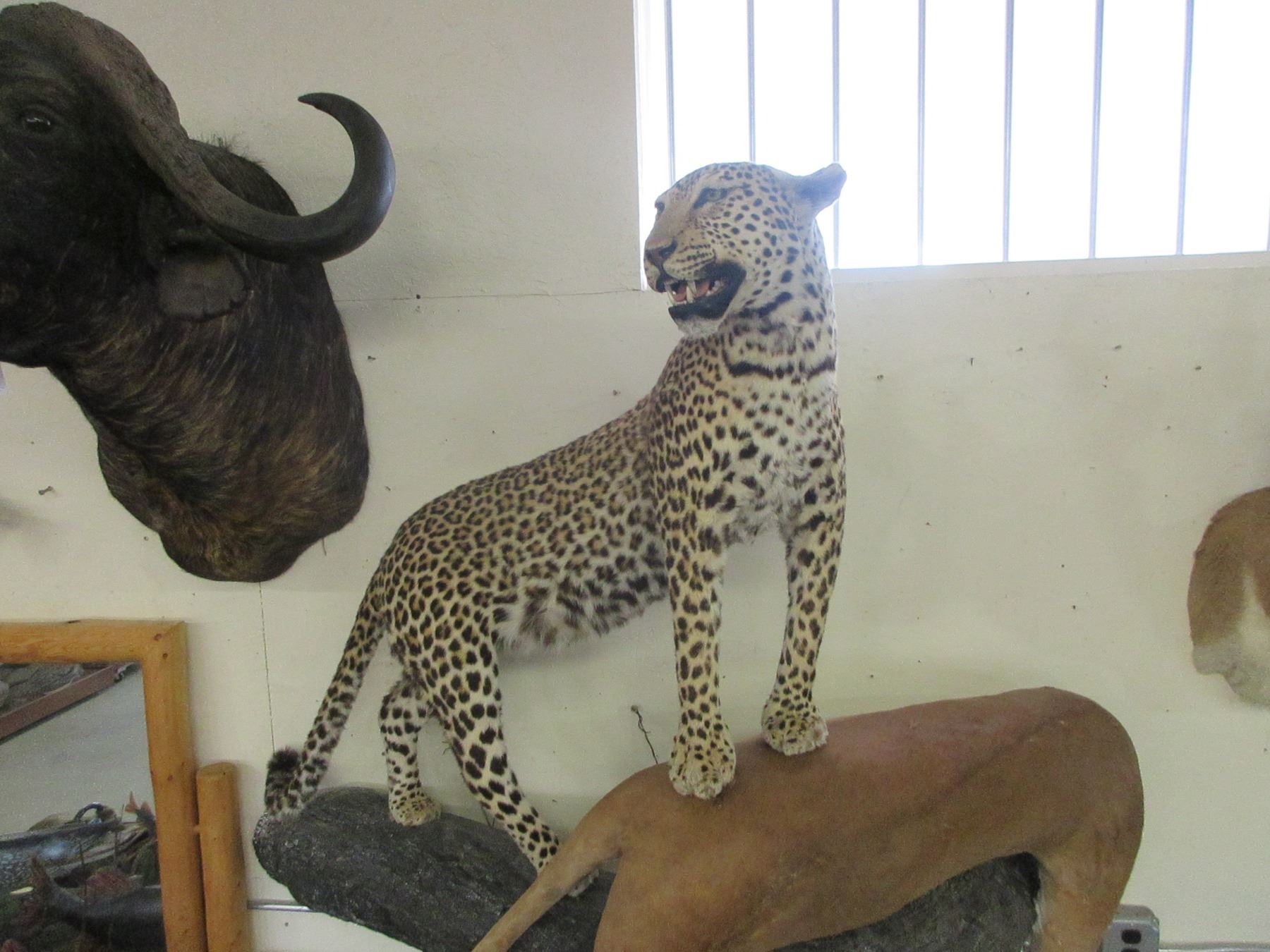 Full Mounted Leopard W/ Full Mounted African Impala Antelope On ...