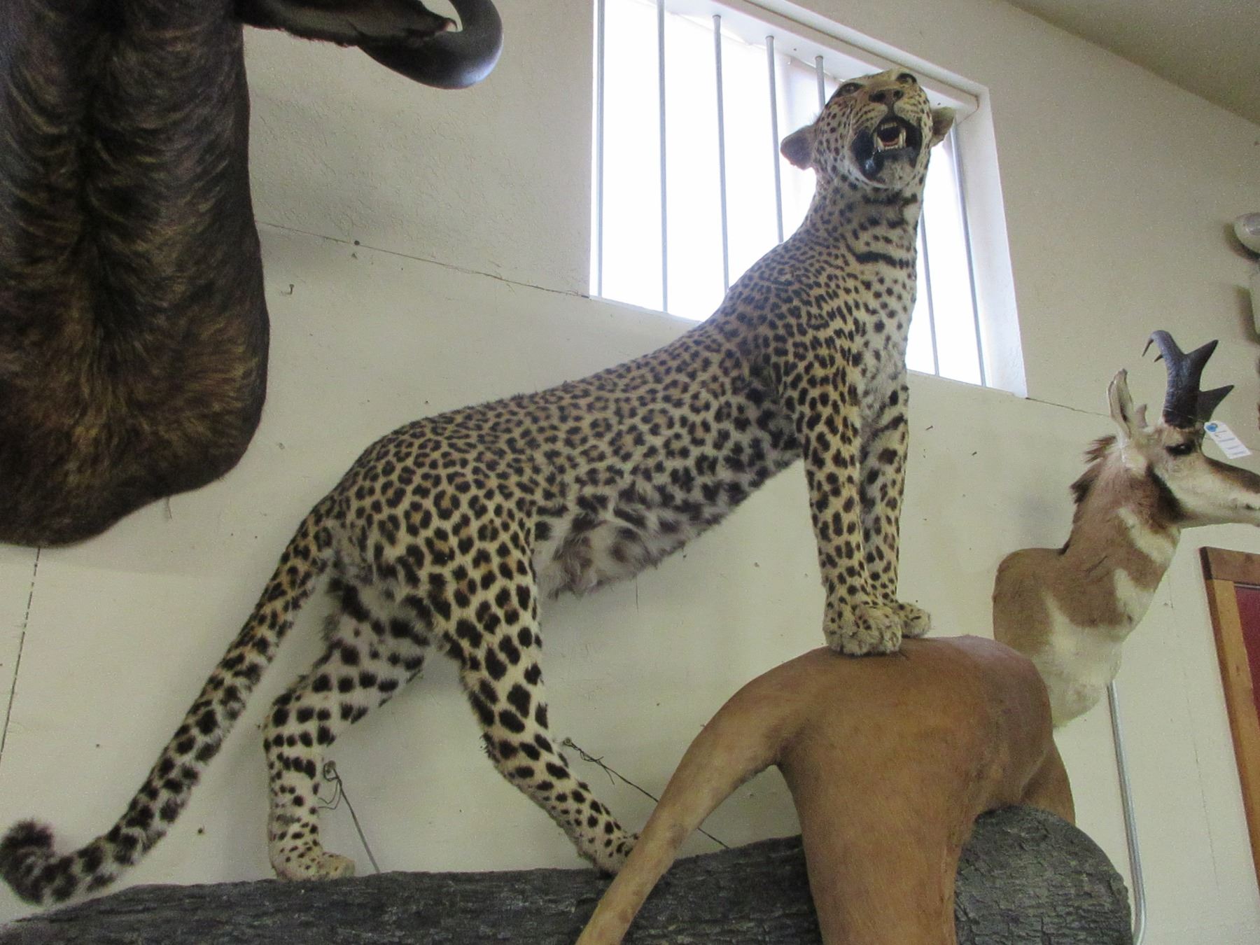Full Mounted Leopard W/ Full Mounted African Impala Antelope On ...