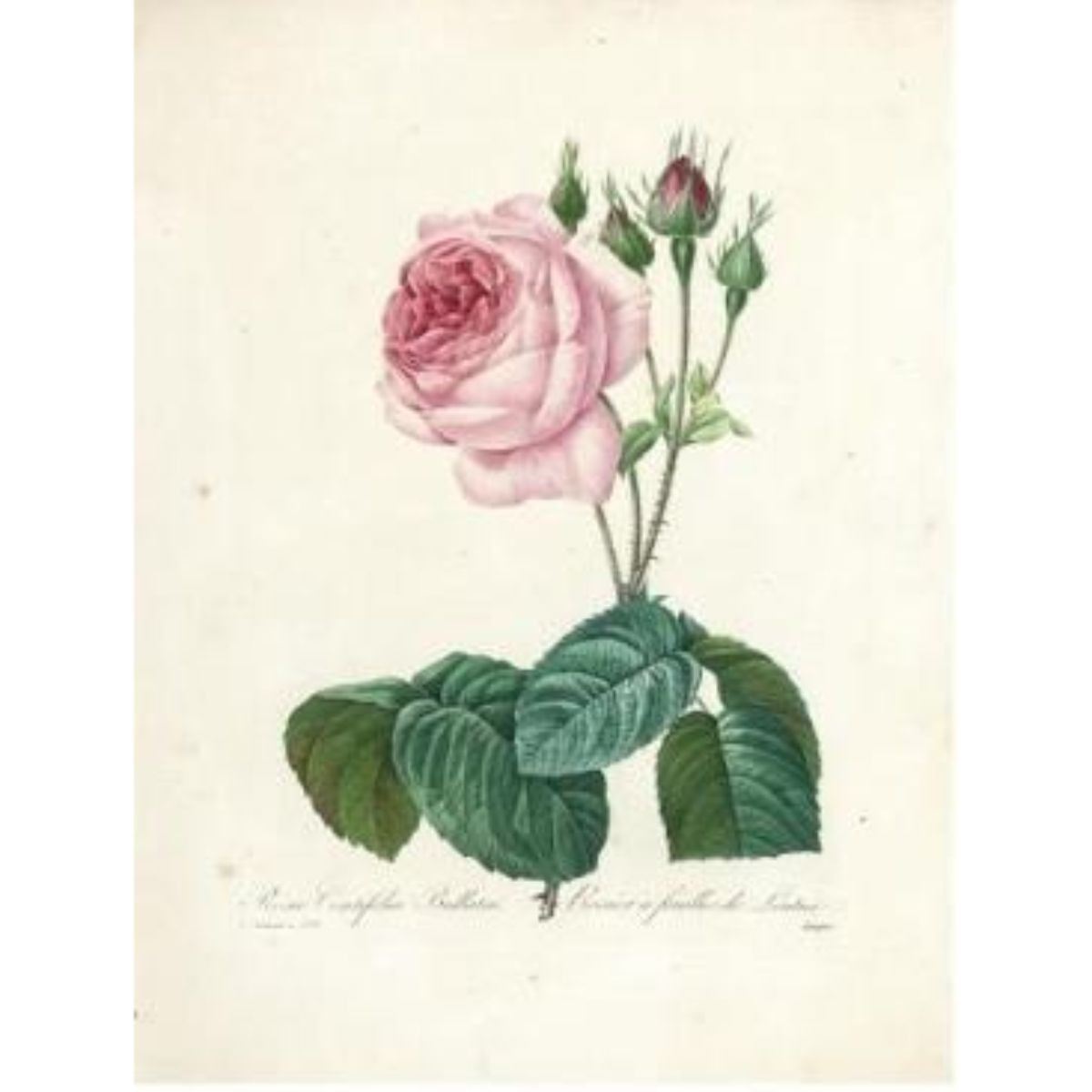 After Pierre-Jospeh RedoutÃ©, Floral Print, #120 Rosa Centifolia ...