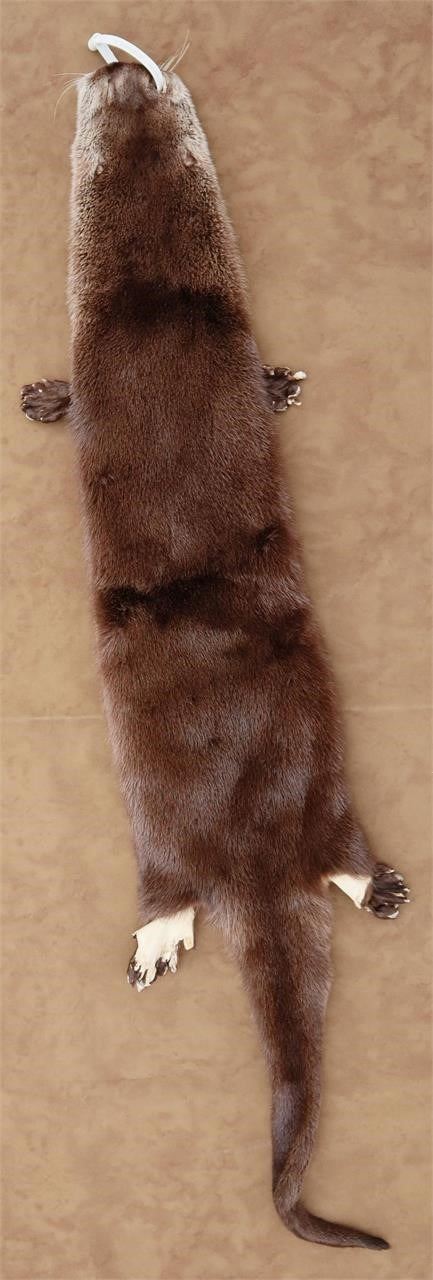 Tanned Feet On Oregon Taxidermy Otter Hide