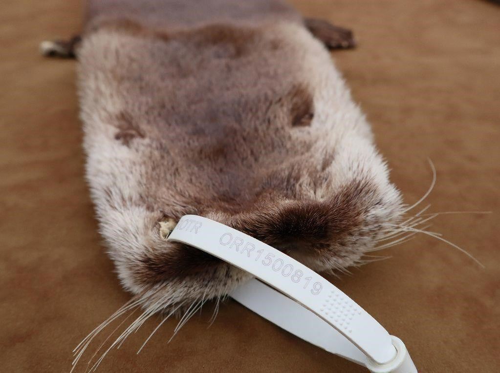 Tanned Feet On Oregon Taxidermy Otter Hide