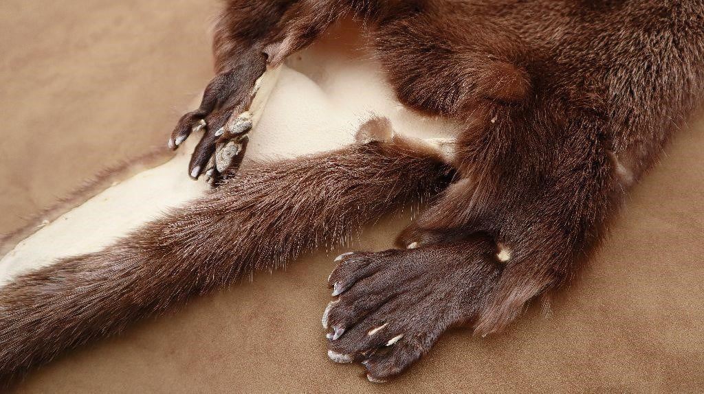 Tanned Feet On Oregon Taxidermy Otter Hide