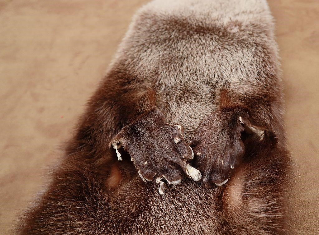 Tanned Feet On Oregon Taxidermy Otter Hide
