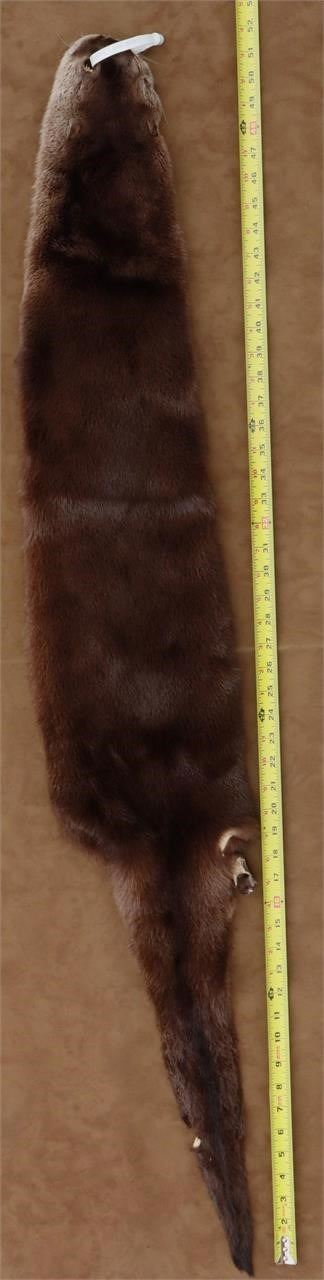 Tanned Feet On Oregon Taxidermy Otter Hide