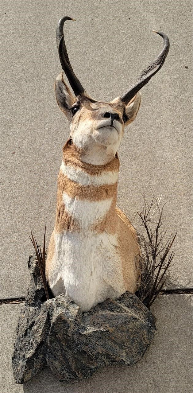 Large Montana Taxidermy Pronghorn Antelope