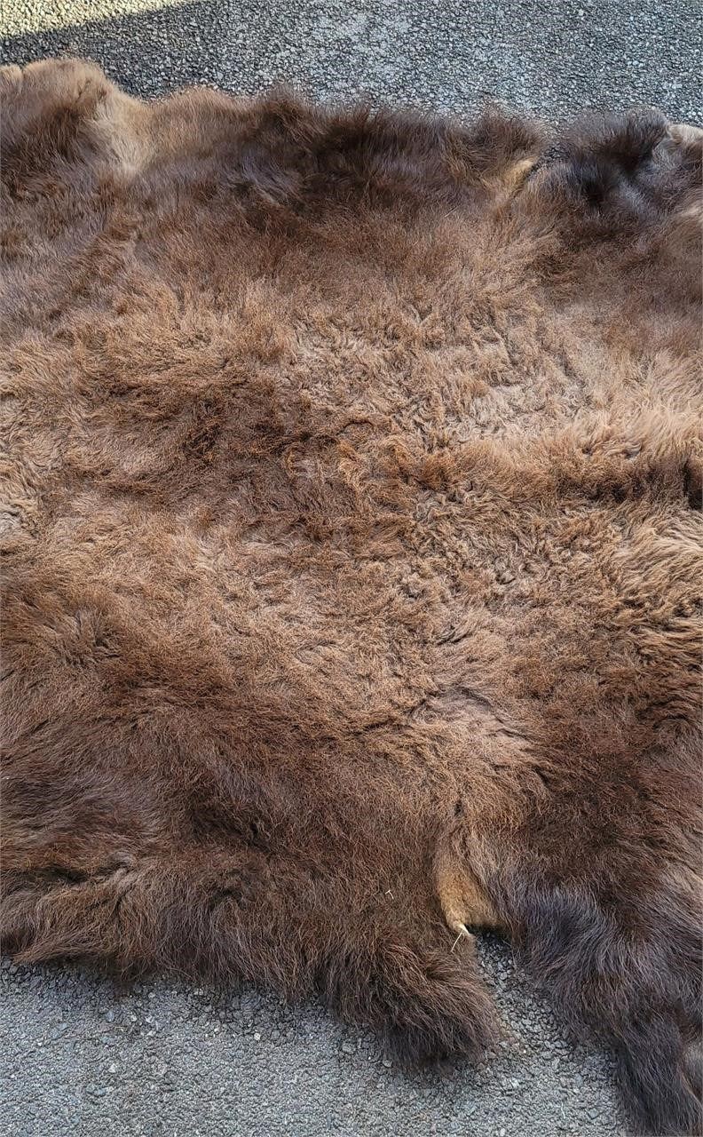 Large Taxidermy Montana Buffalo Hide Robe Rug