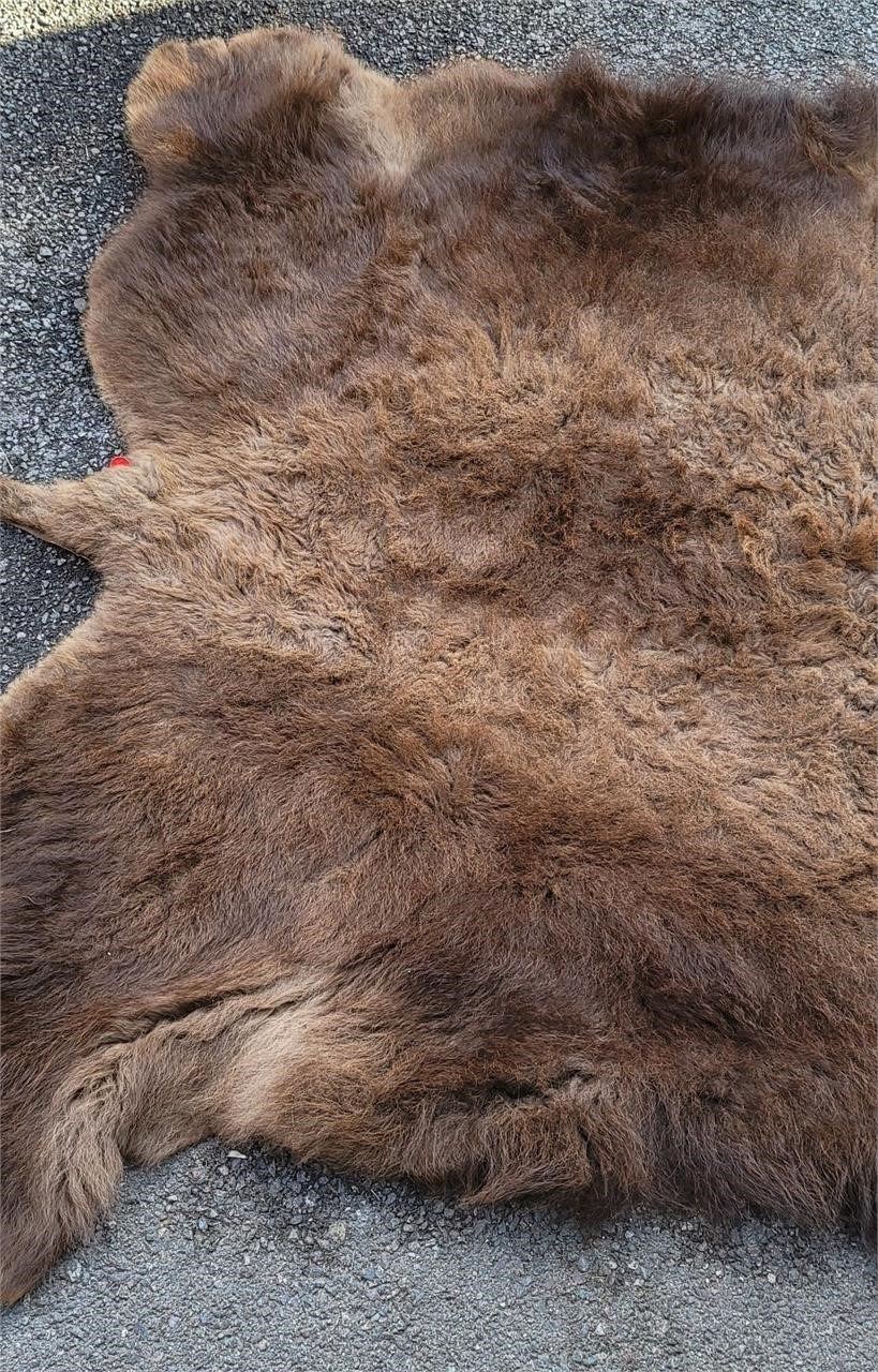Large Taxidermy Montana Buffalo Hide Robe Rug
