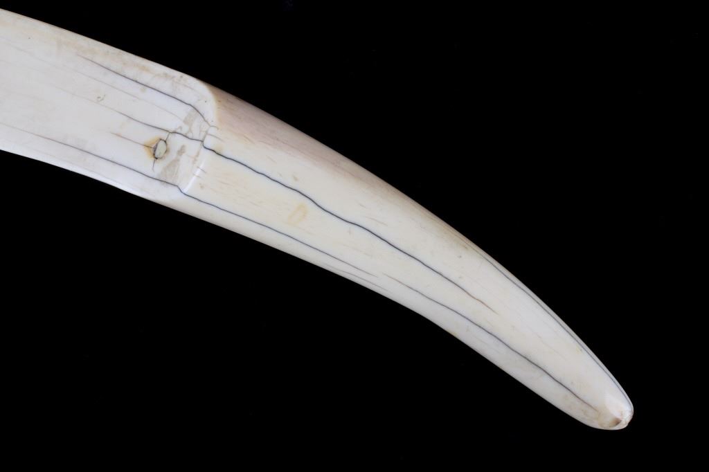 19th C. Eskimo Inuit Walrus Tusk Ivory Page Turner