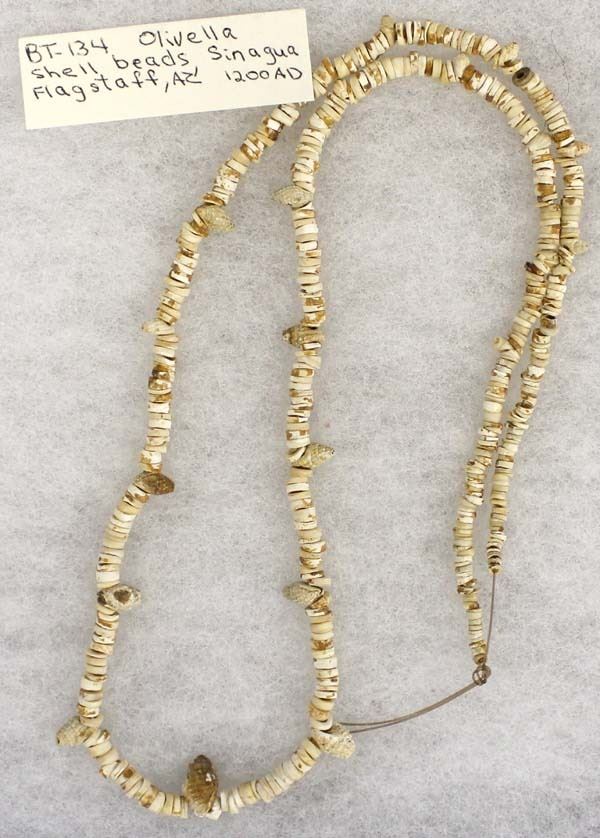 Prehistoric Sinagua Culture Olivella Shell Beads