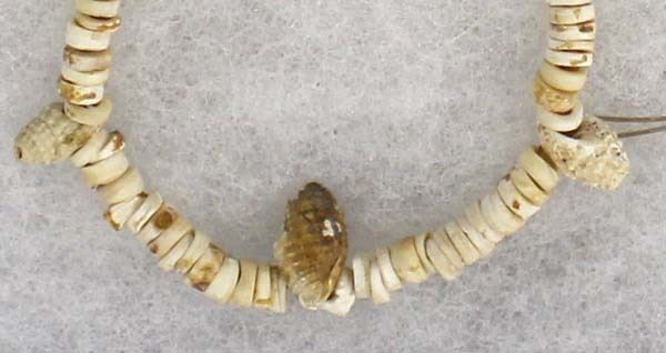 Prehistoric Sinagua Culture Olivella Shell Beads