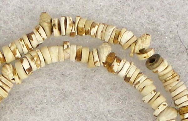 Prehistoric Sinagua Culture Olivella Shell Beads