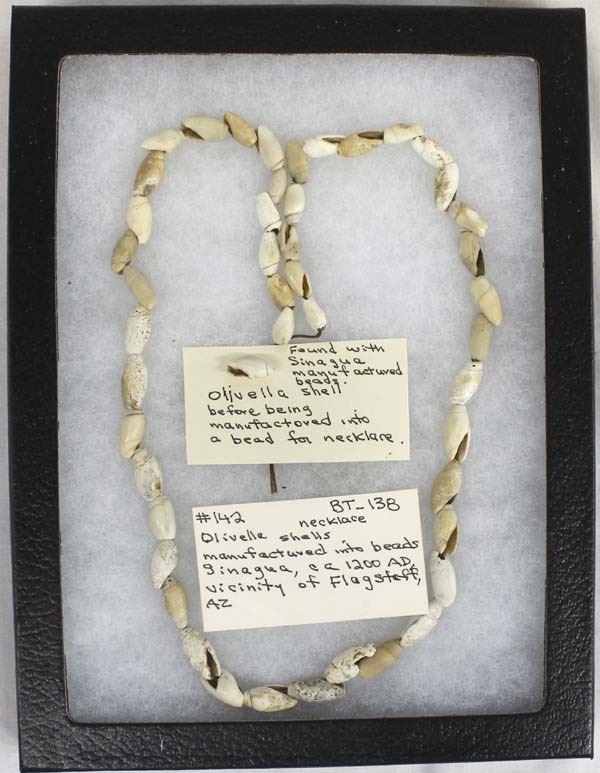 Prehistoric Sinagua Culture Olivella Shell Beads