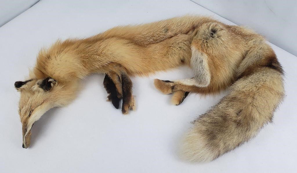 Montana Taxidermy Tanned Red Fox Hide