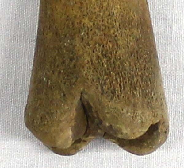 Prehistoric Native American Bone Awl