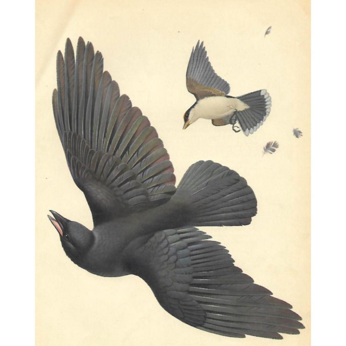 Vintage 1950 Menaboni Bird Print, Eastern Crow & Eastern Kingbird